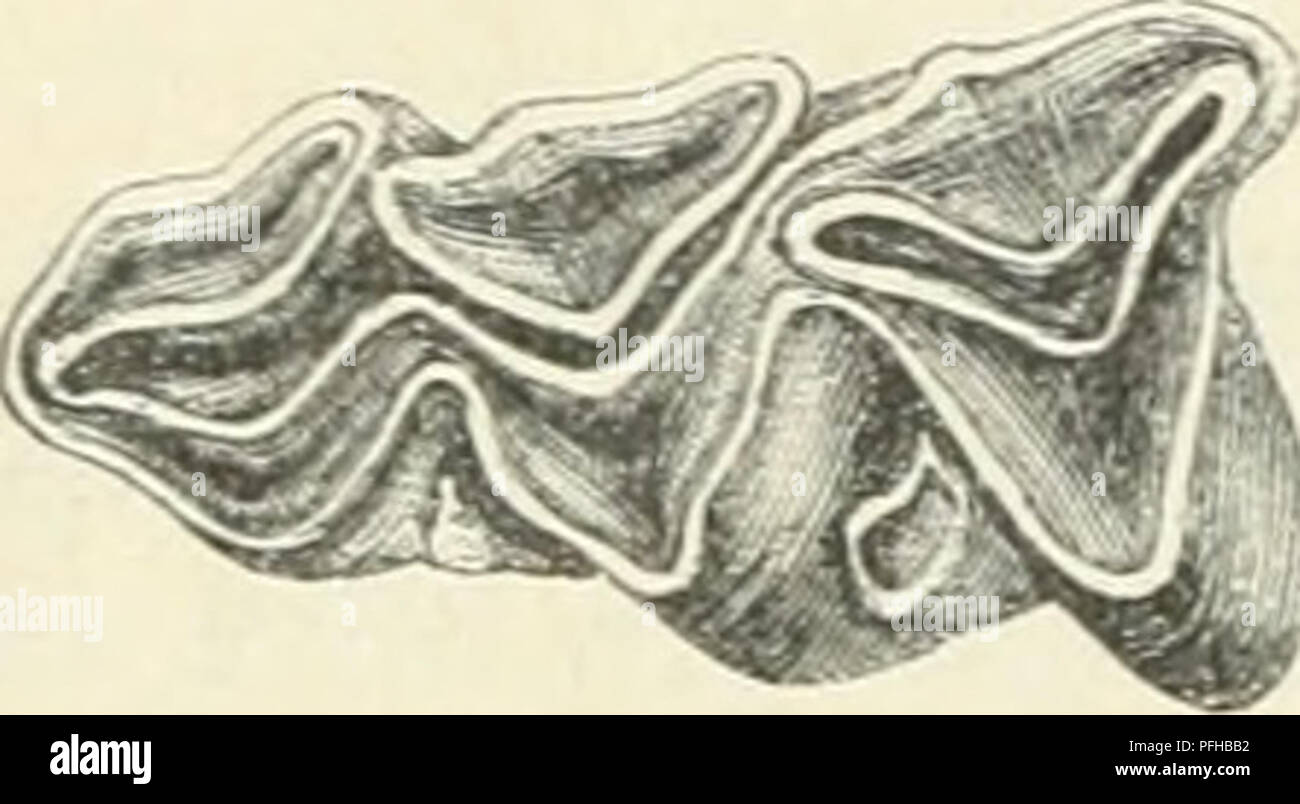This illustration depicts various mammals native to Denmark, including ...