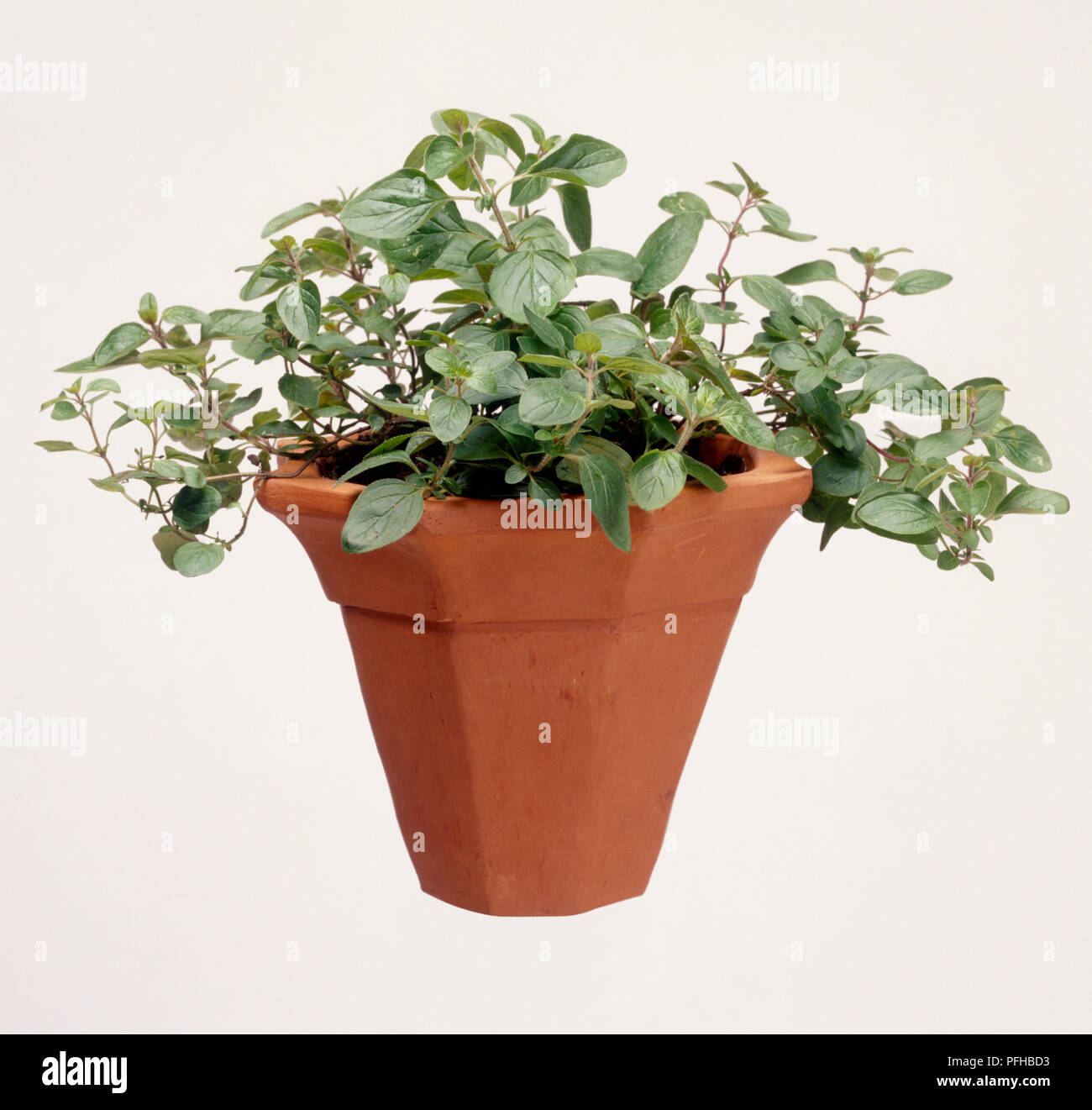 Origanum vulgare (Oregano, Wild Marjoram) in plant pot Stock Photo - Alamy