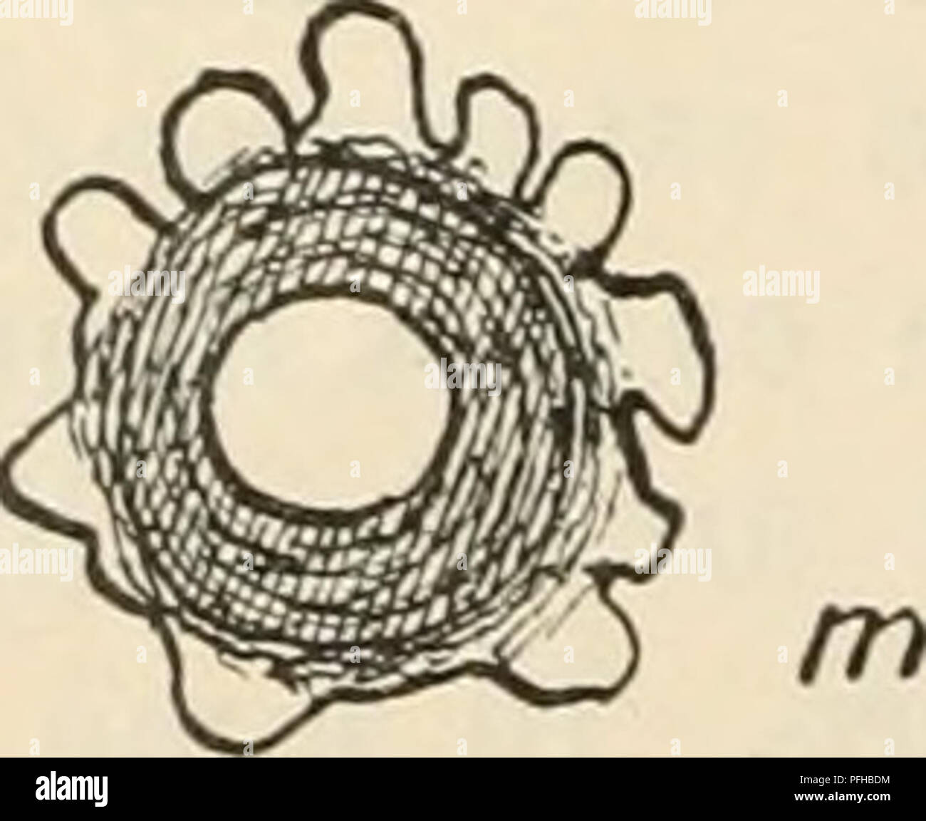 This volume of the Dansk Botanisk Arkiv focuses on spore formation in ...
