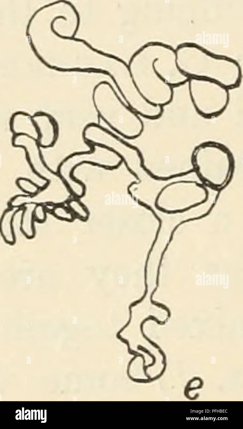 This archival image collection presents plants native to Denmark, with ...