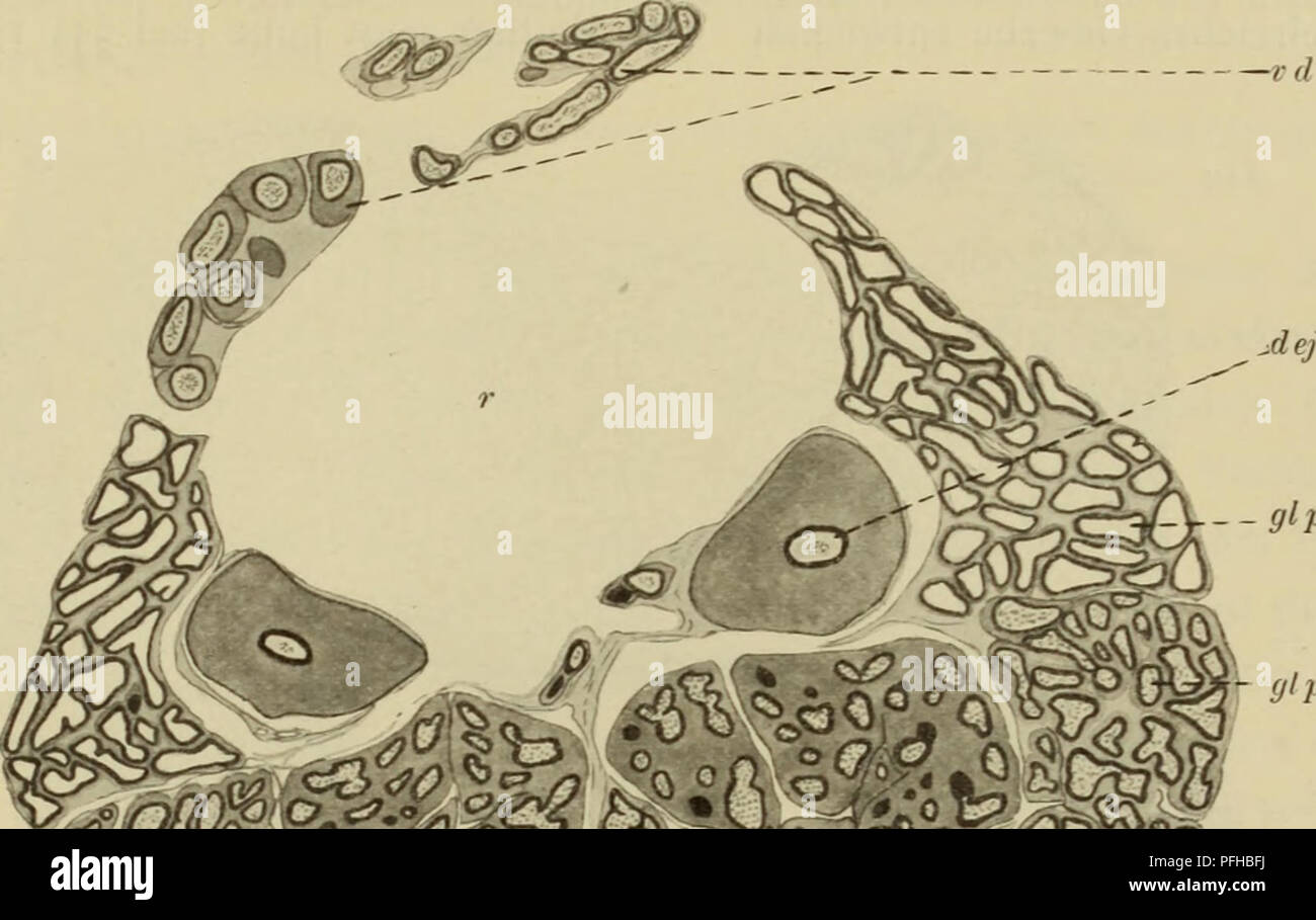 This work discusses the histological structure of the pseudo-sperm ...