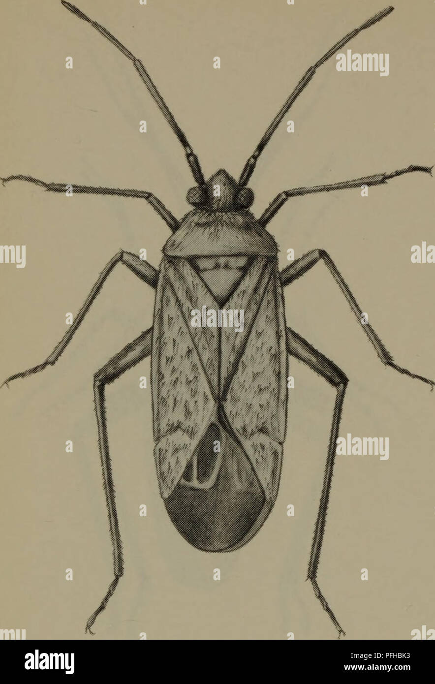 This illustrated guide provides an in-depth look at the fauna of ...