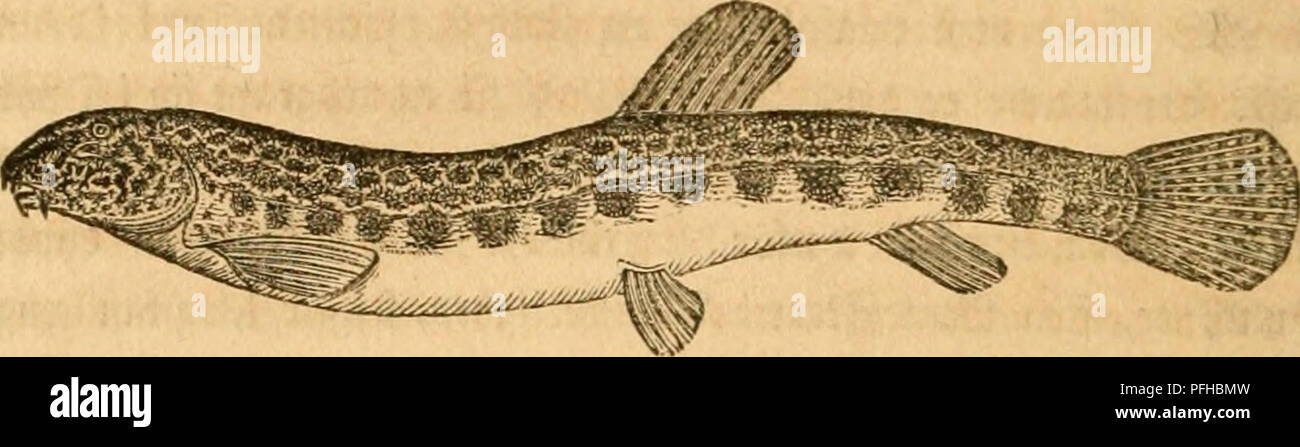 This work examines the fish species of Denmark, detailing their ...