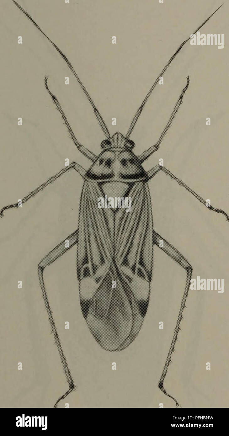 This image from the *Danmarks Fauna* series illustrates the insect ...