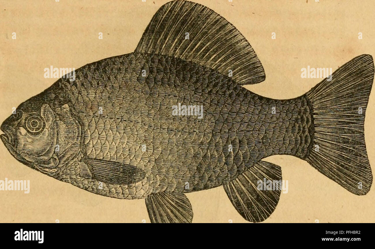 This illustration from Danmarks Fiske depicts various fish species from ...
