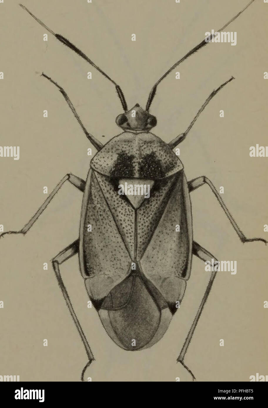 'Danmarks Fauna' is an illustrated guide to the fauna of Denmark ...