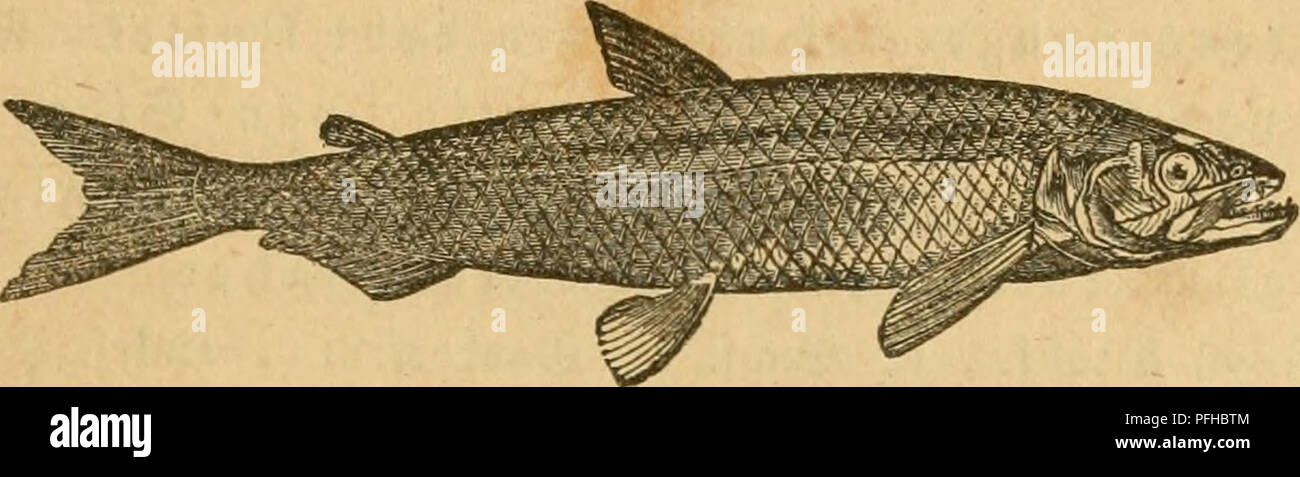 This Danish work discusses fish species in Denmark, their ...