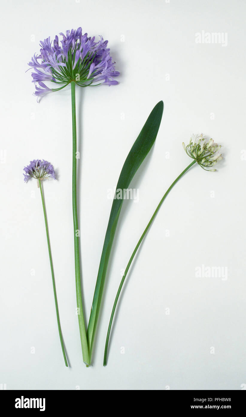 Agapanthus Africanus Leaves