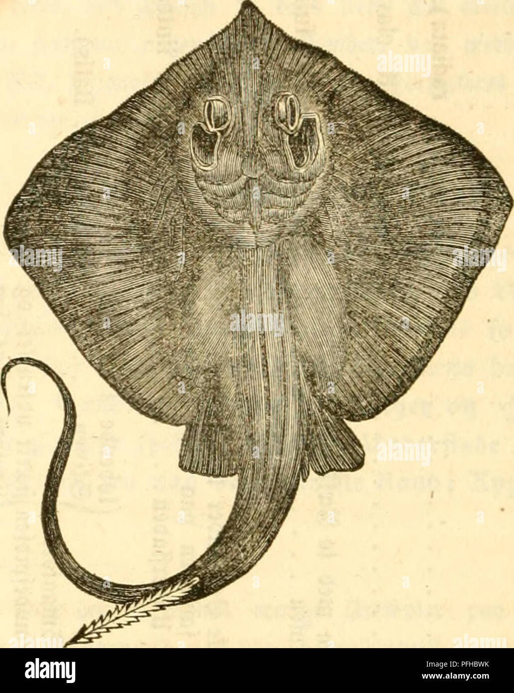 C fon hi-res stock photography and images - Alamy