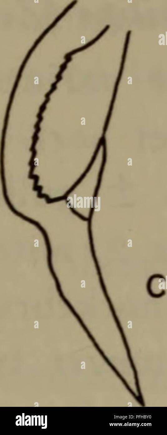 This Danish fauna handbook provides an illustrated guide to the animals ...