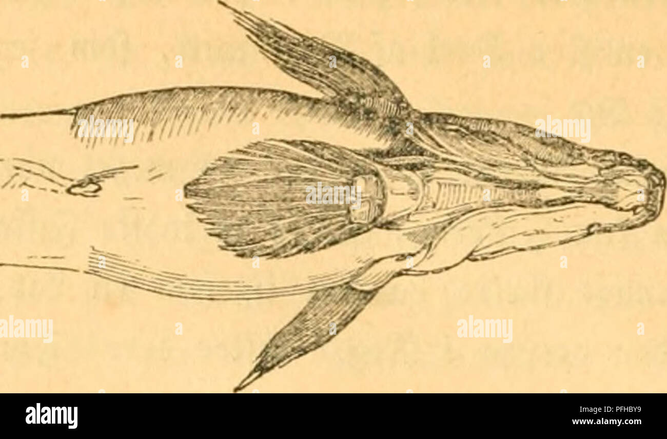 This work provides an in-depth study of Danish fish species, including ...