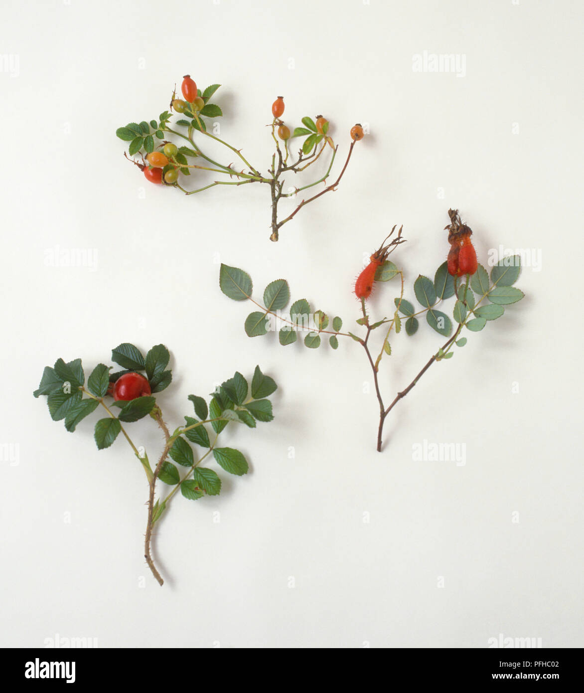 Rose leaf rosa sp hi-res stock photography and images - Alamy