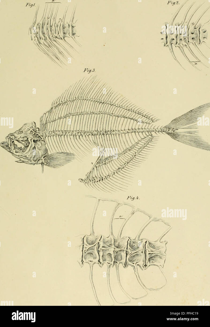 Fish bone analysis hi-res stock photography and images - Alamy