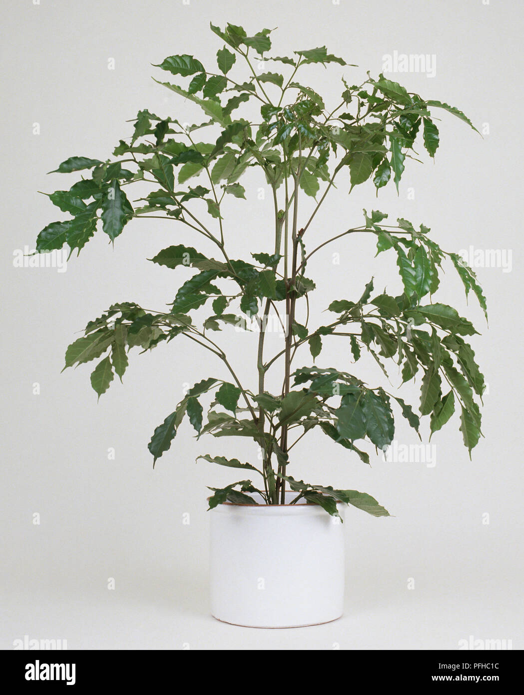 Leea Coccinea High Resolution Stock Photography and Images - Alamy