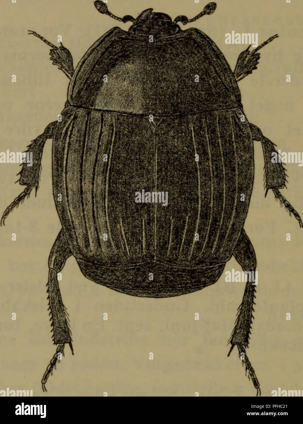 An illustrated guide to Danish fauna featuring the beetle Hister ...
