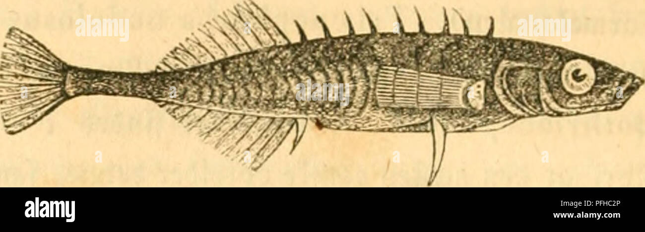 This entry from Danish ichthyology provides detailed descriptions of ...