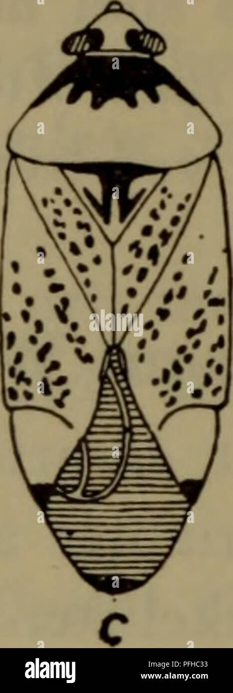 This illustrated handbook on Danish fauna offers detailed depictions of ...