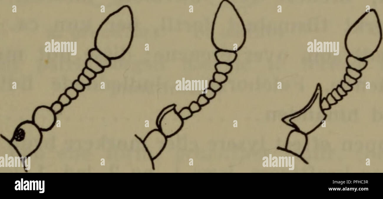 This detailed illustration from Danmarks fauna describes Bryaxis, an ...
