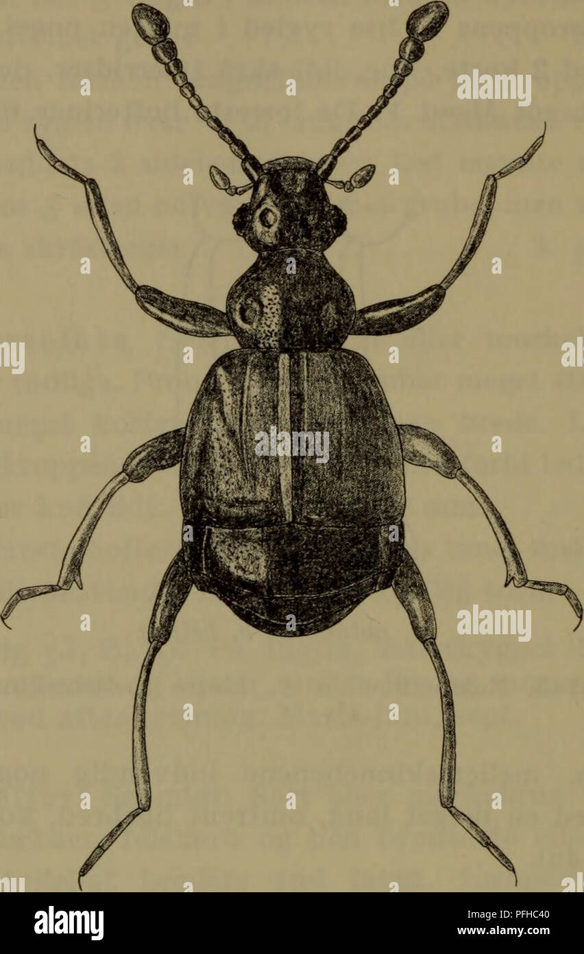 This Danish fauna guide illustrates various species of animals found in ...
