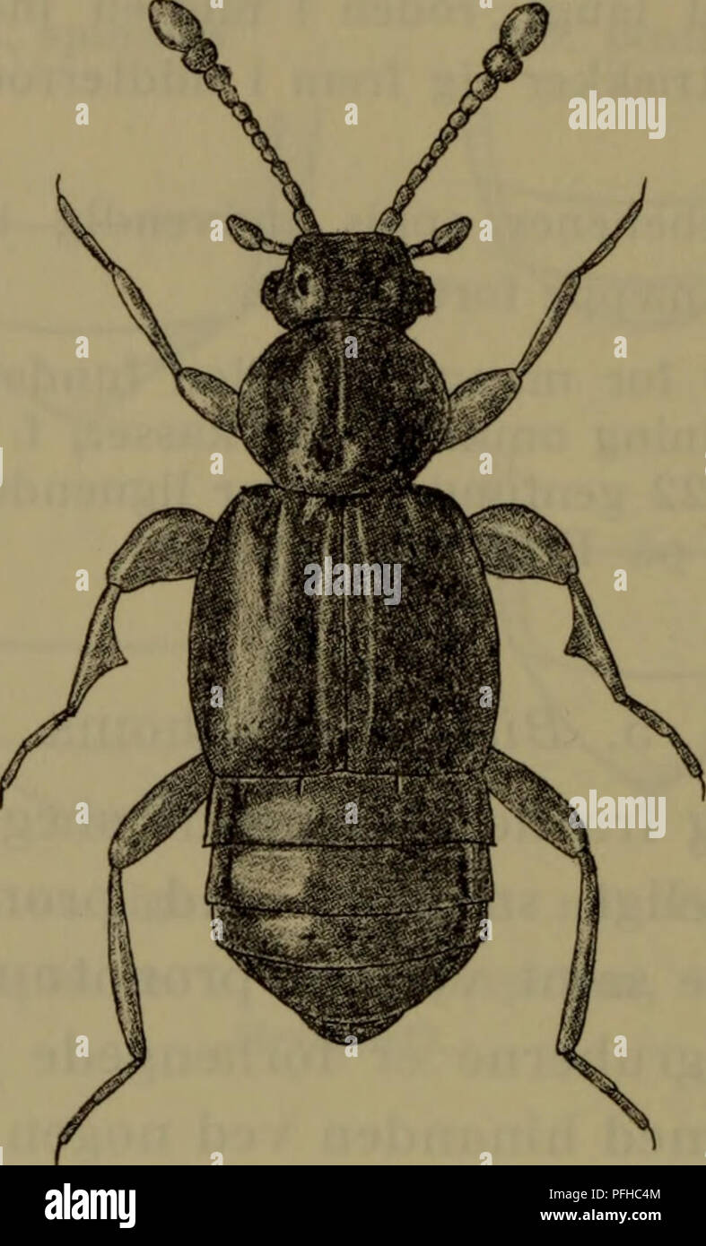 This image shows an illustration of the beetle species Bibloporus ...