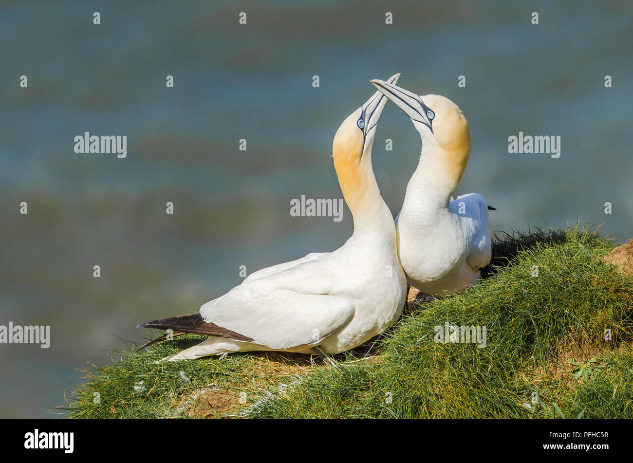 Pacific gannets hi-res stock photography and images - Alamy