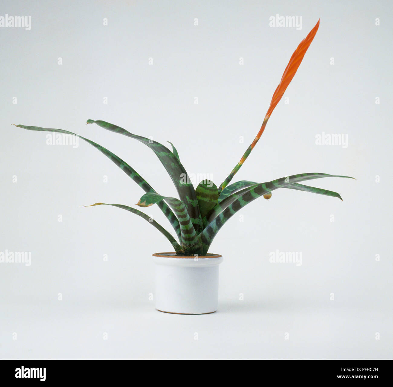 Flaming sword hi-res stock photography and images - Alamy