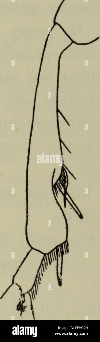 This illustrated handbook of Danish fauna provides detailed ...