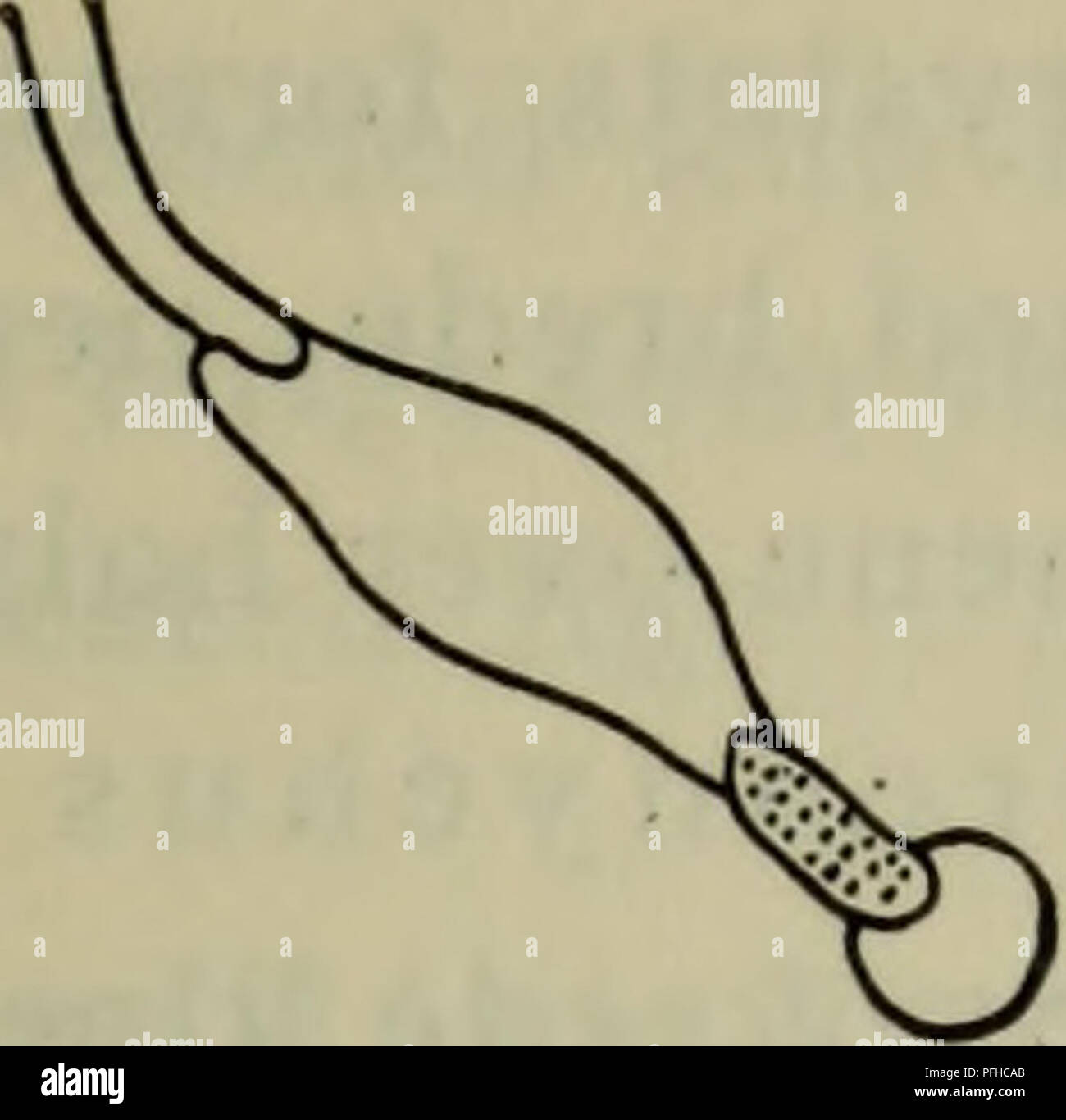 This illustrated guide provides an overview of Denmark's fauna ...