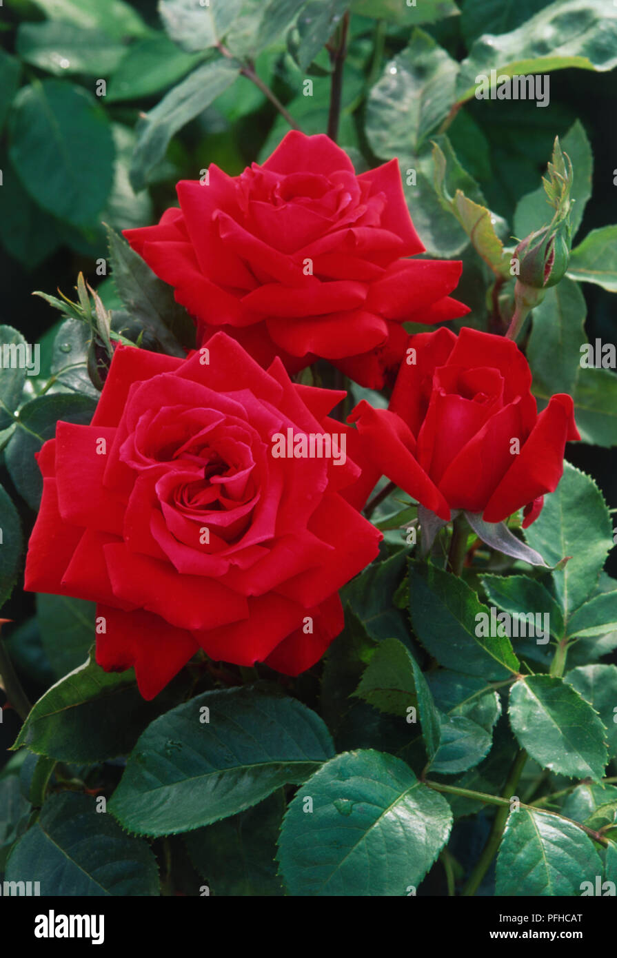 Rose ruby wedding flower hi-res stock photography and images - Alamy