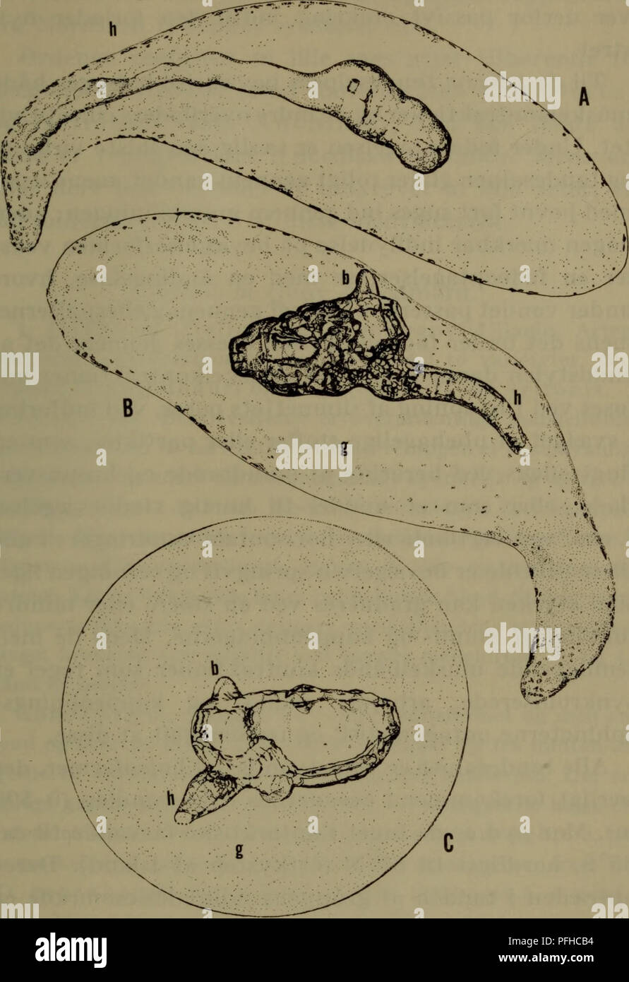 A comprehensive guide to the fauna of Denmark, illustrating various ...