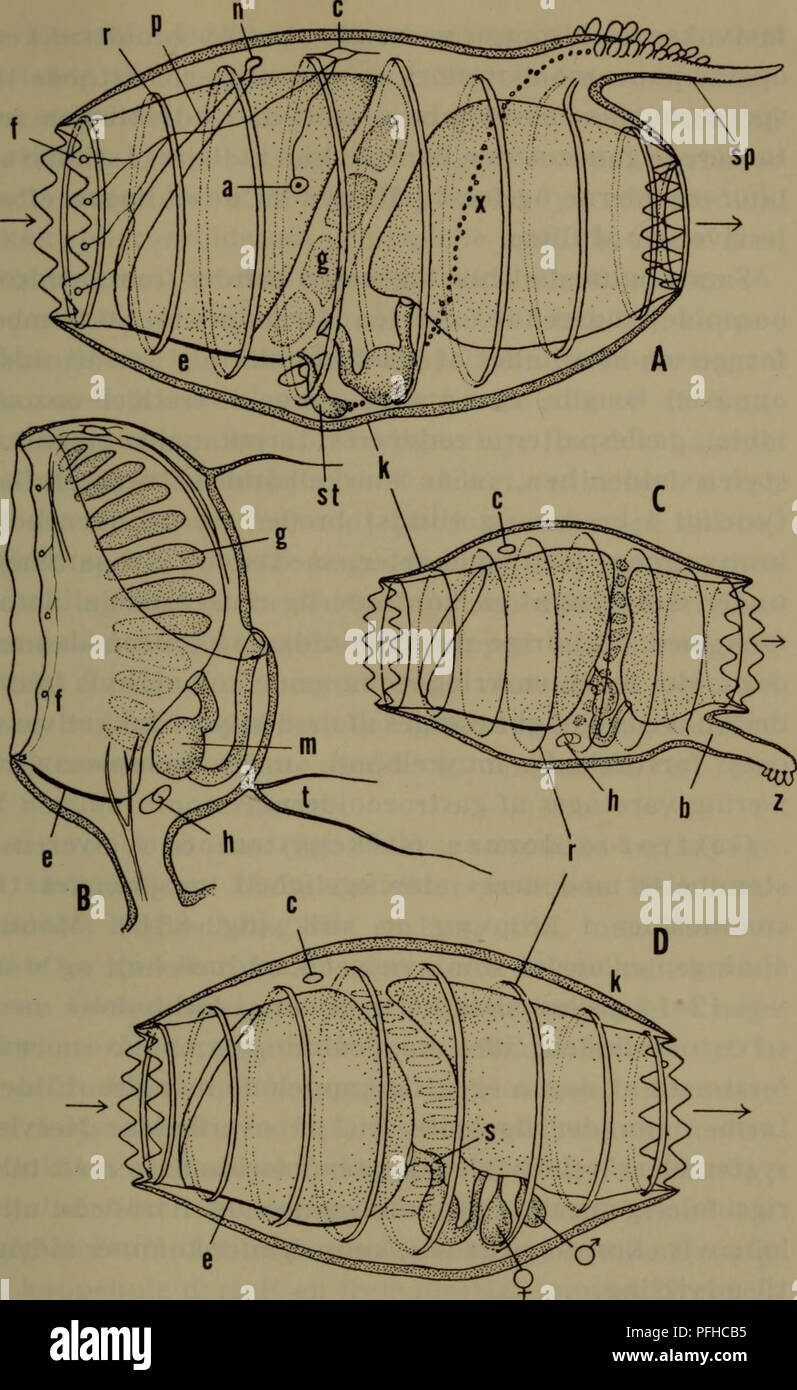 This illustration from the Danish Fauna guide shows a schematic of ...