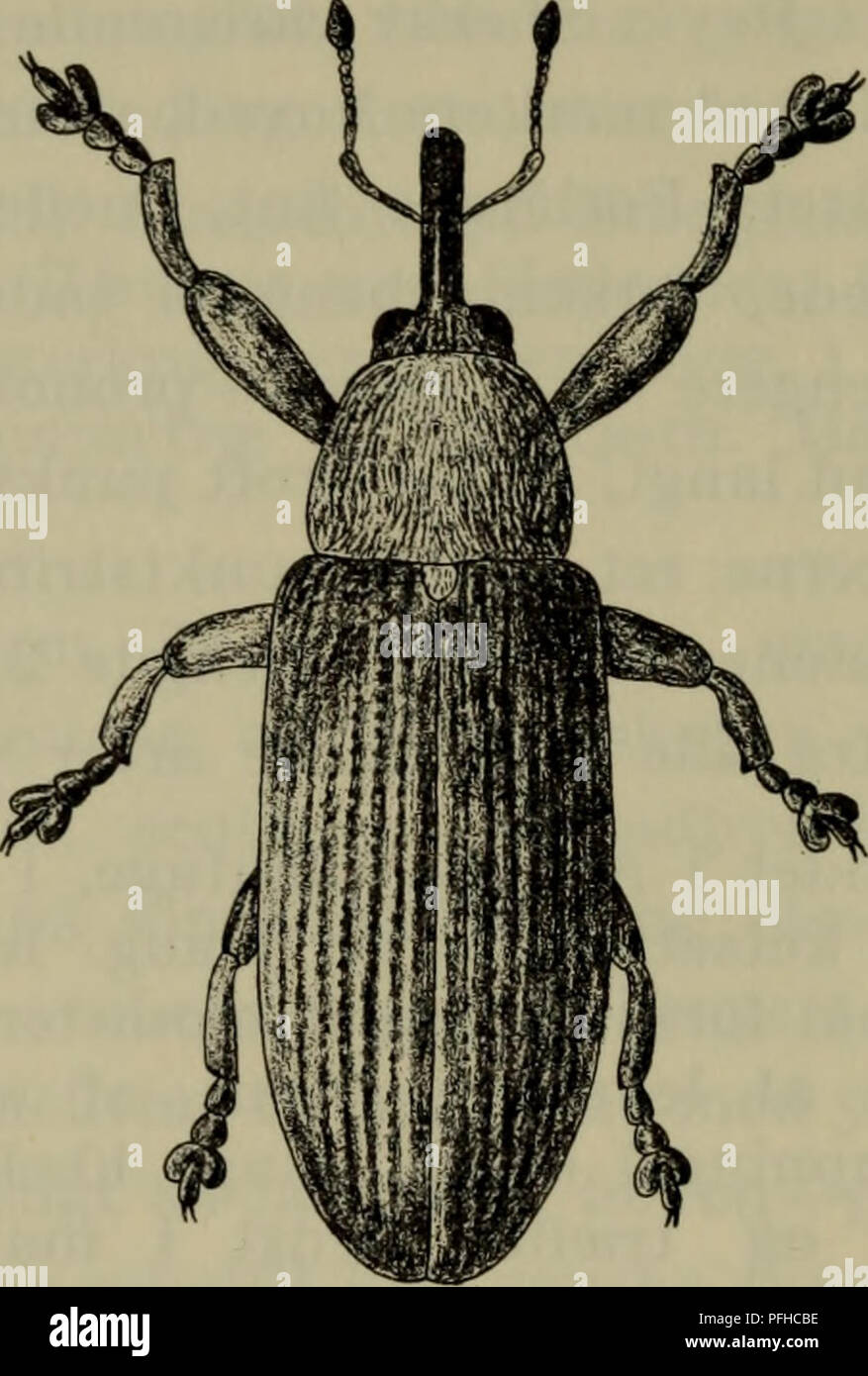 An illustrated guide to the fauna of Denmark, featuring various animal ...