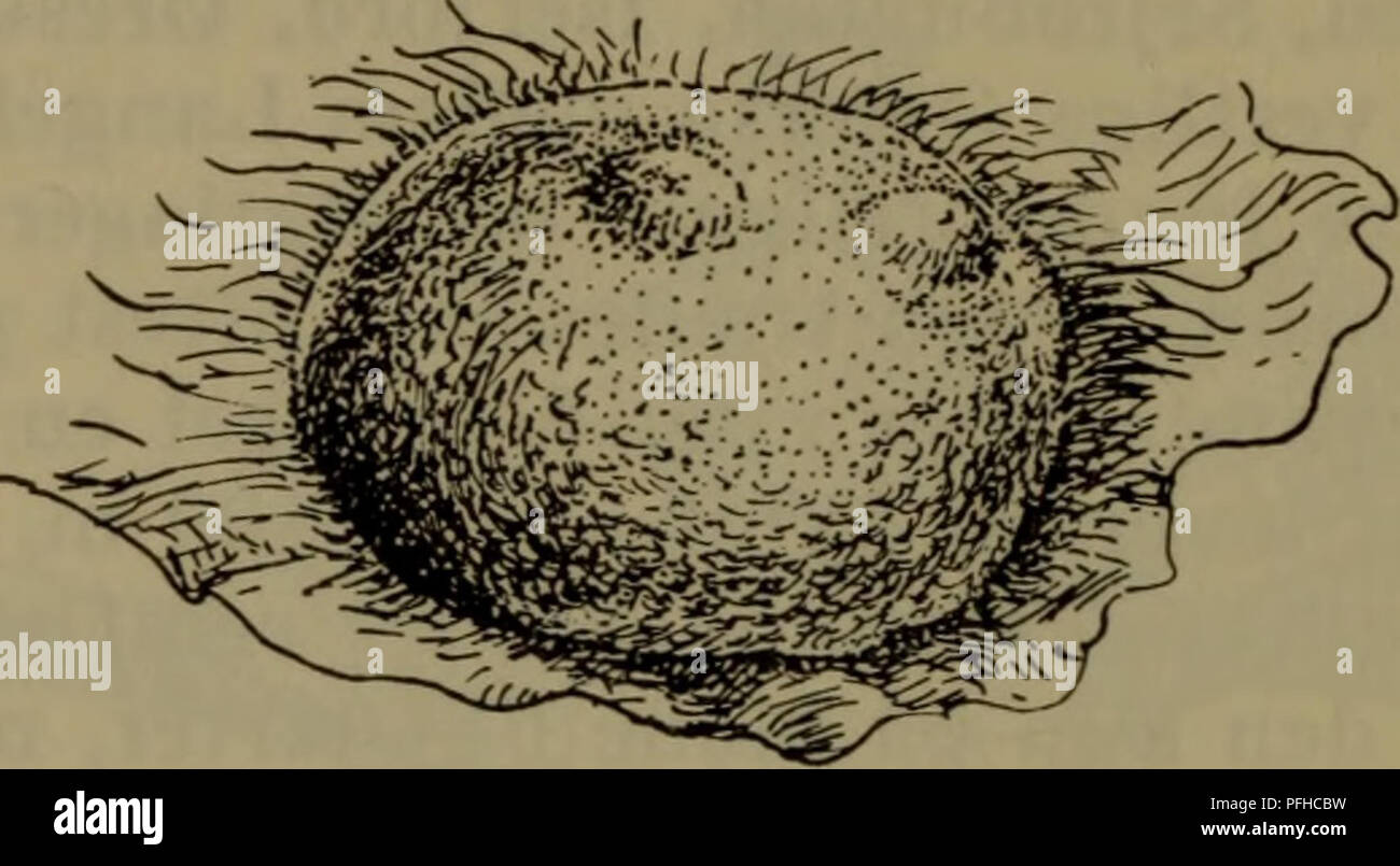 Molgula complanata hi-res stock photography and images - Alamy