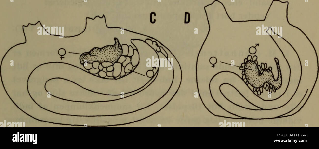 'Danmarks Fauna' is an illustrated guide to the animal life of Denmark ...