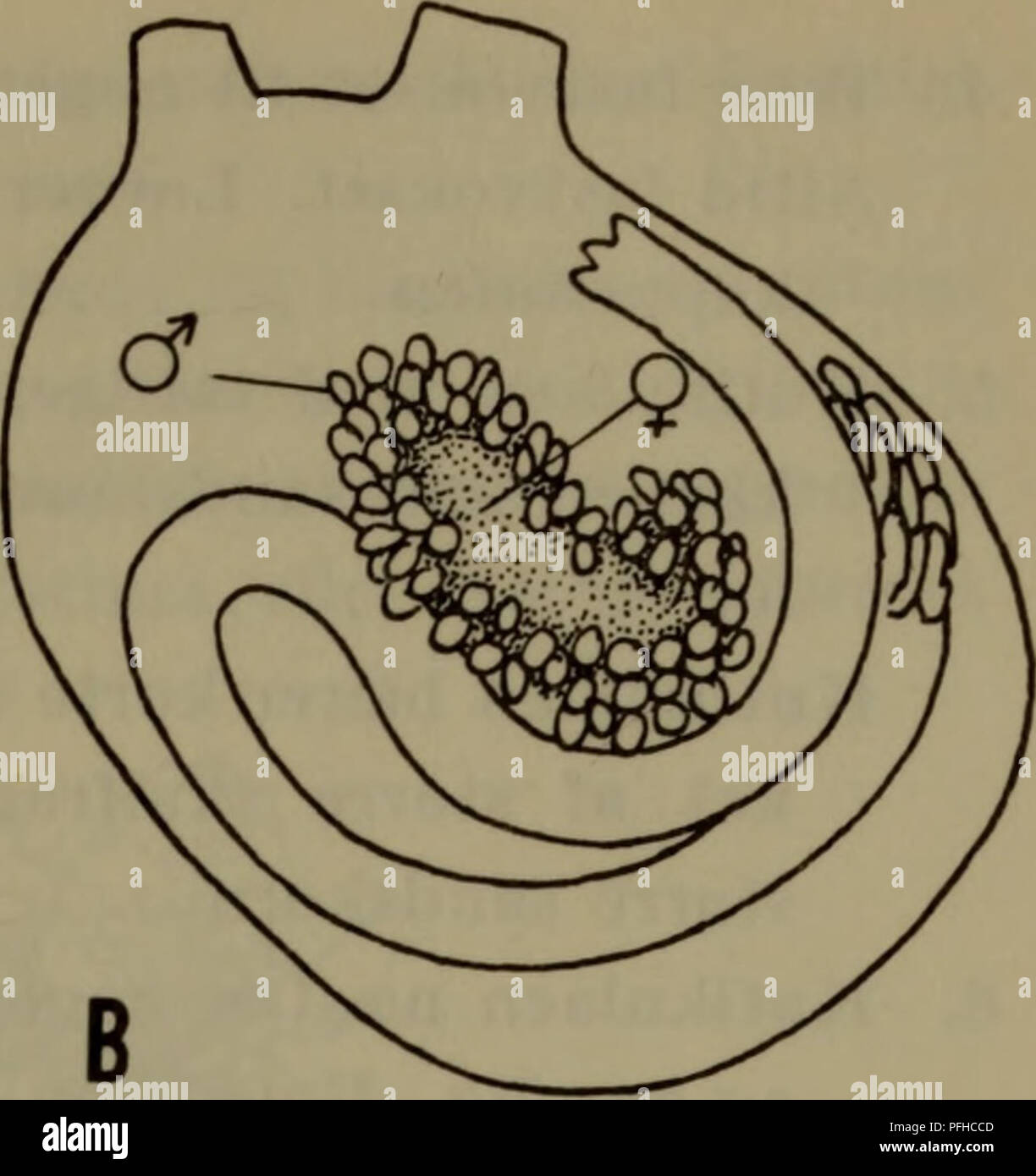 This illustration from Denmark's fauna handbook provides an in-depth ...