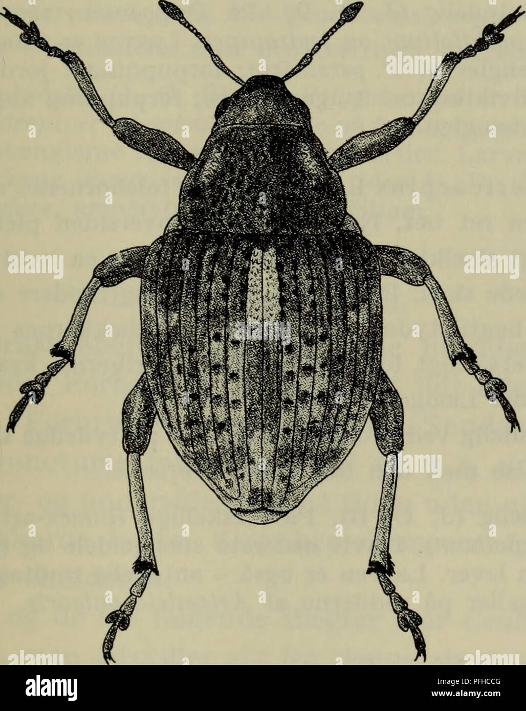 Lower insect showcases hi-res stock photography and images - Alamy