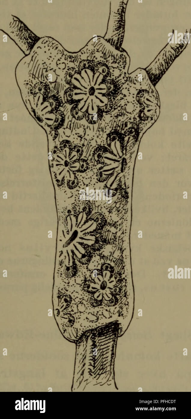 This volume from Denmark's fauna series describes the colony formation ...