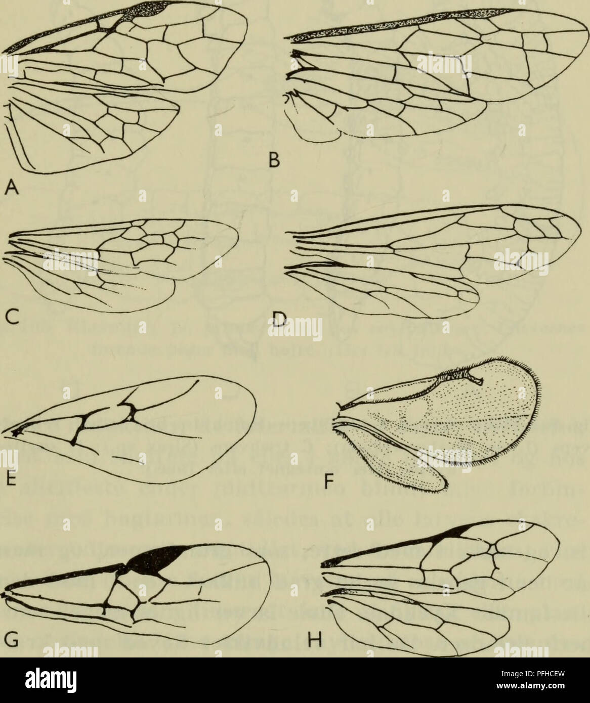 This illustrated handbook on Danish fauna provides detailed ...