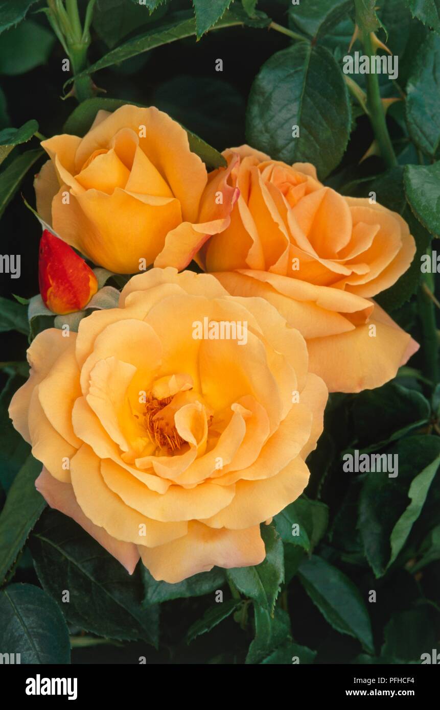 Rose three flower head leaf hi-res stock photography and images - Alamy