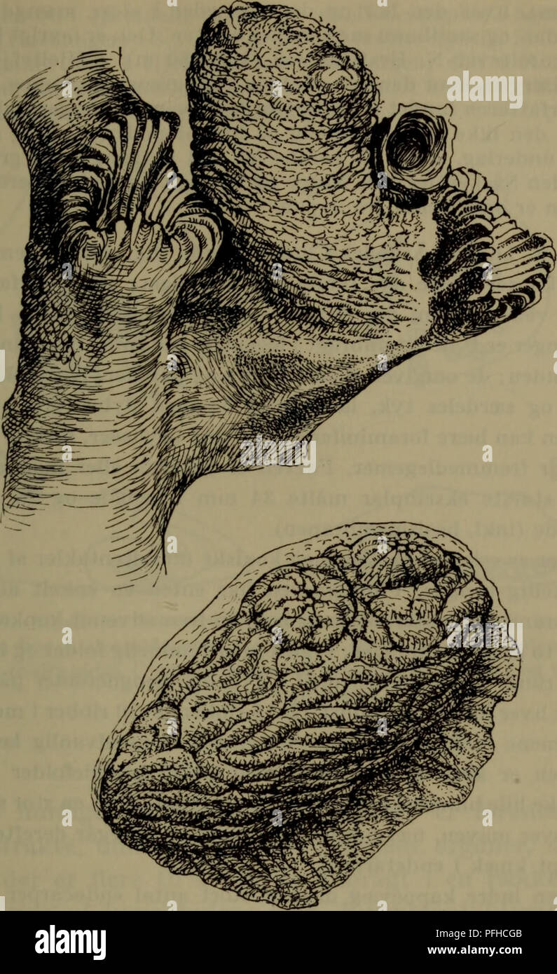 Styela atlantica hi-res stock photography and images - Alamy