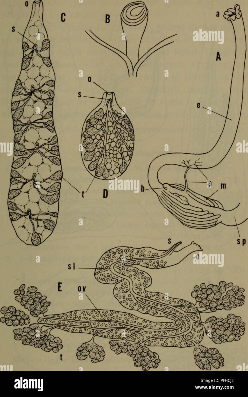 This illustration from 'Danmarks fauna' features various species of ...