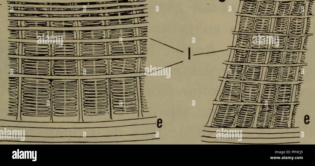 Polycarpa fibrosa hi-res stock photography and images - Alamy