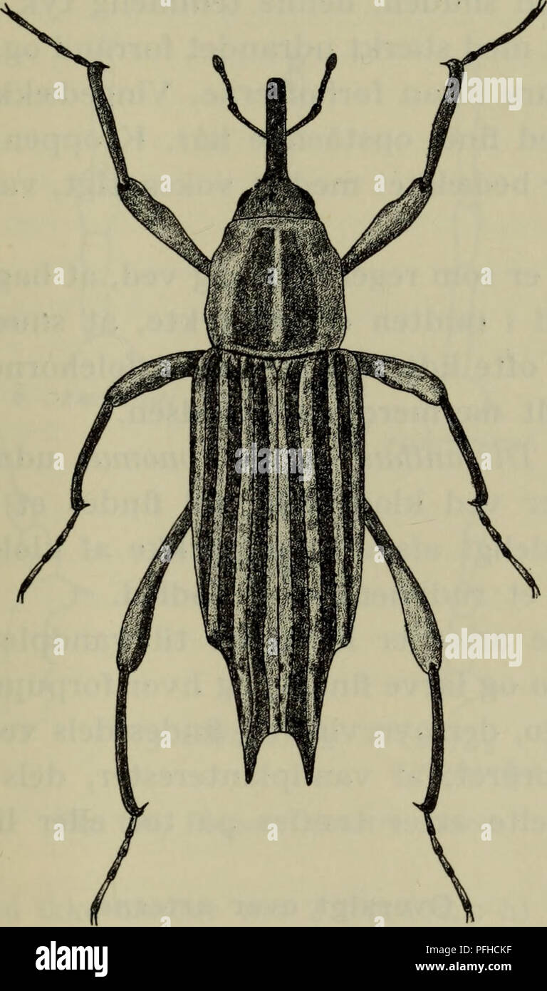This image depicts the illustrated guide to Denmark's fauna, focusing ...