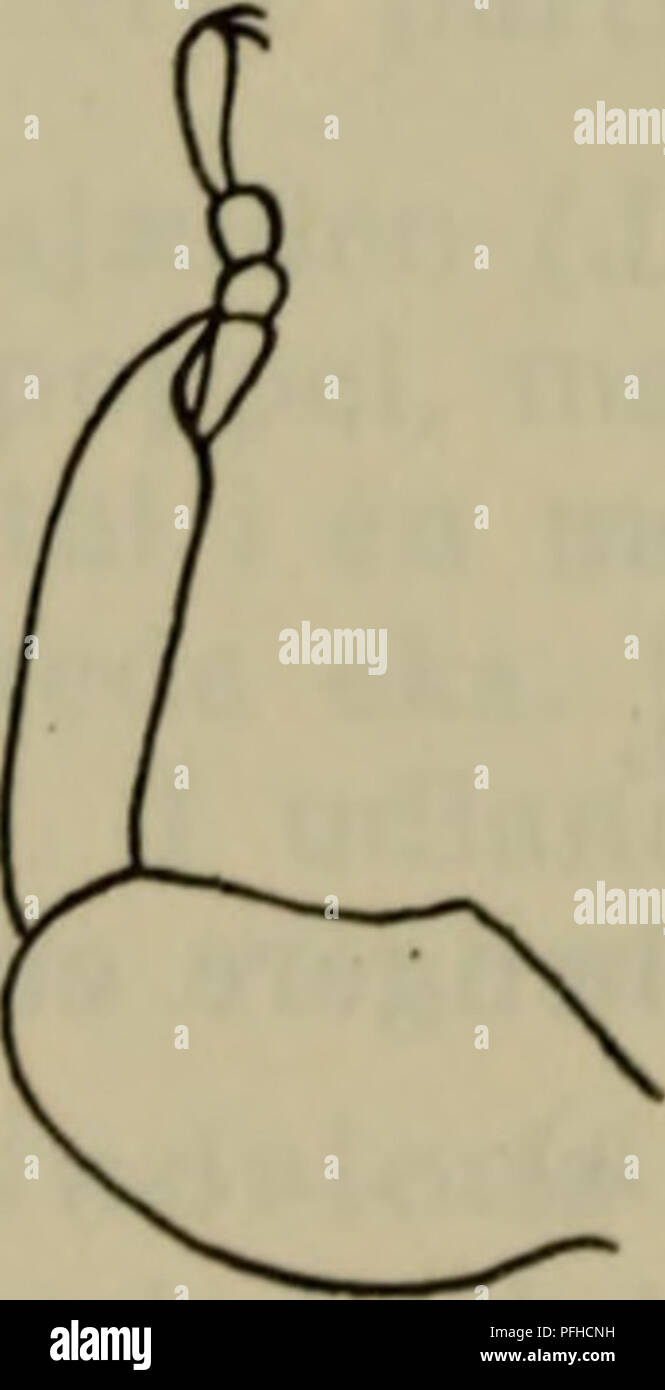 This illustrated guide to Denmark's fauna covers various species ...