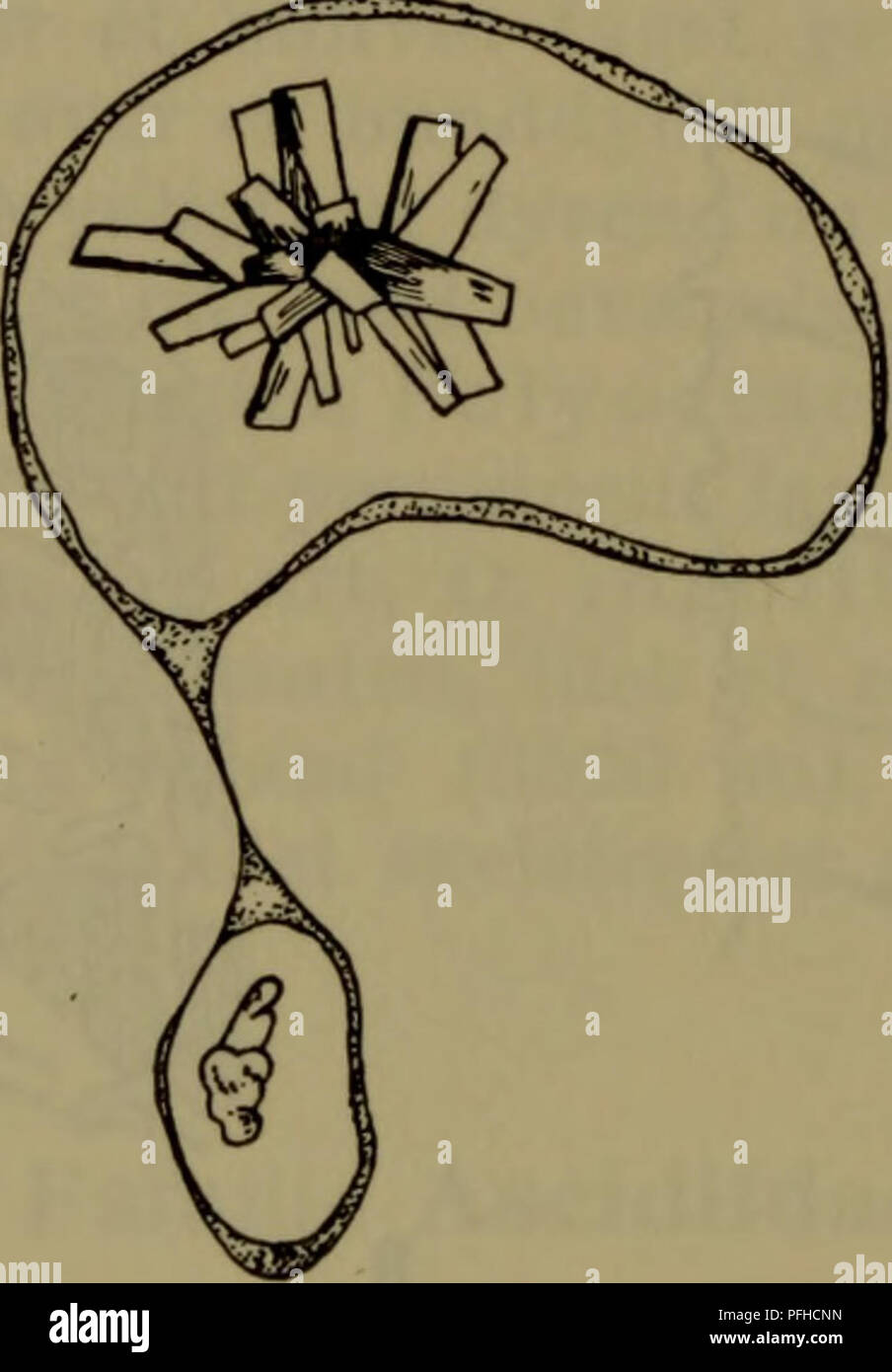 This comprehensive guide on Denmark's fauna explores the anatomy of ...