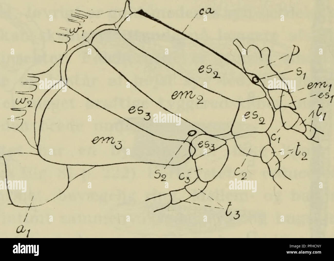This illustration from *Danmarks Fauna* depicts the male *Hydrophilus ...