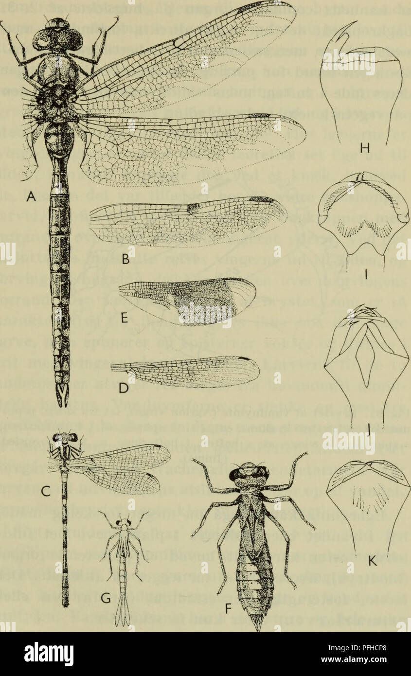The illustration features various species of damselflies and ...
