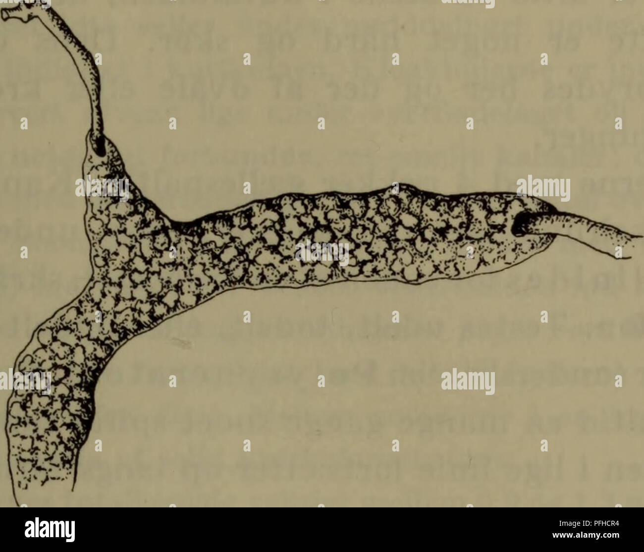 This image from *Danmarks Fauna* illustrates the colonial structure of ...