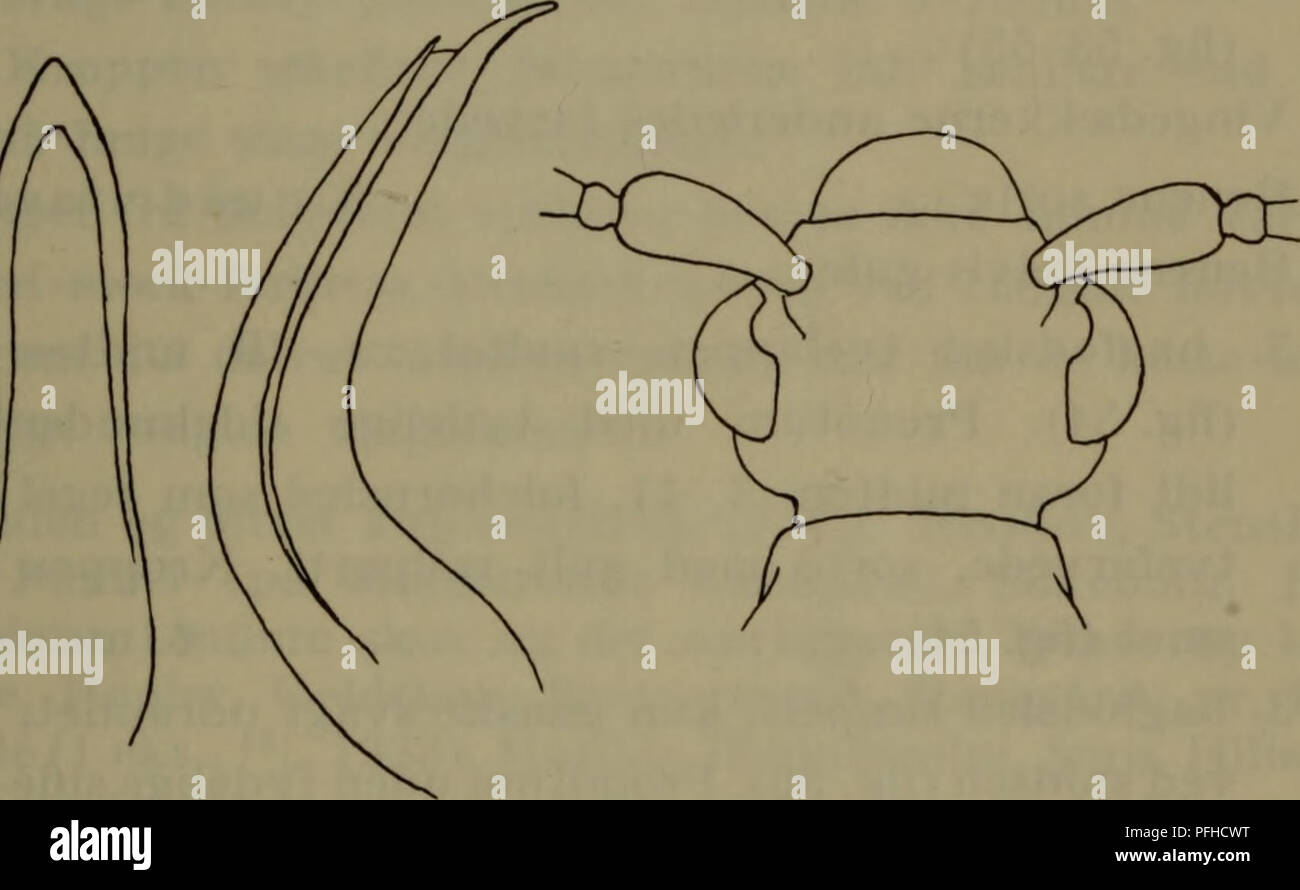 This Danish work presents detailed illustrations and descriptions of ...