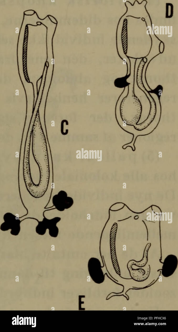 Strobilation hi-res stock photography and images - Alamy